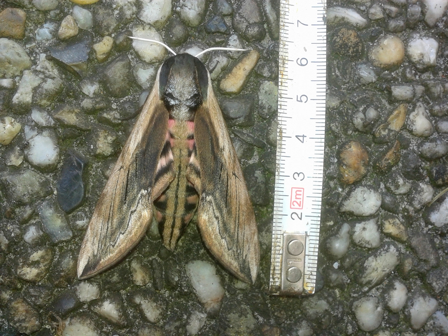 Ligusterpijlstaarten - Natuurvereniging Zuidwolde